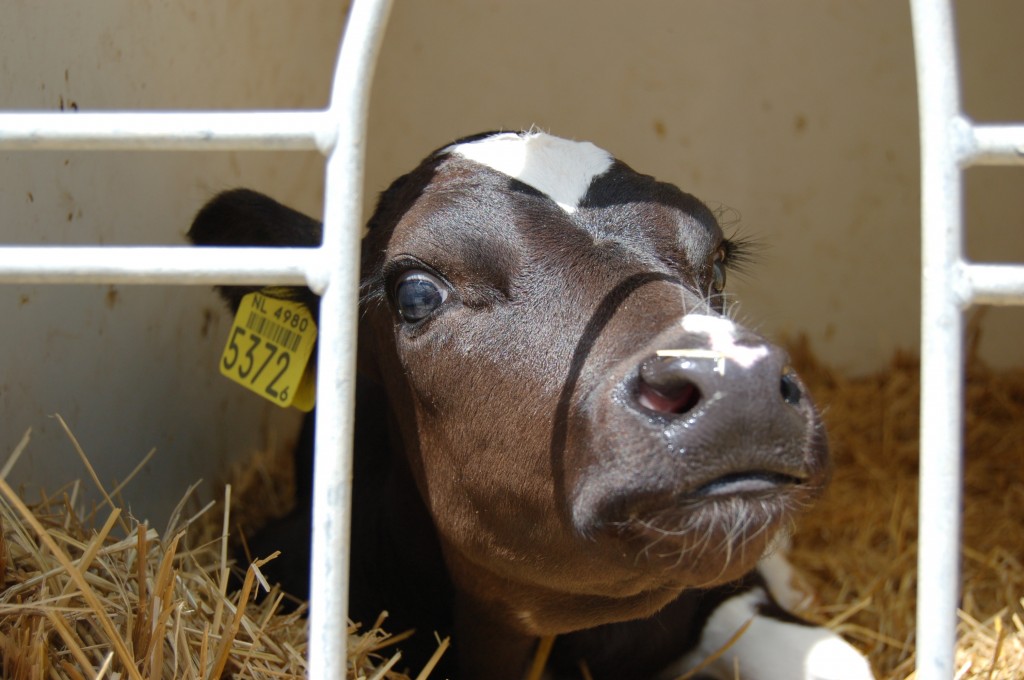 MooMonitor as Heat Detection System | The Herdmanager